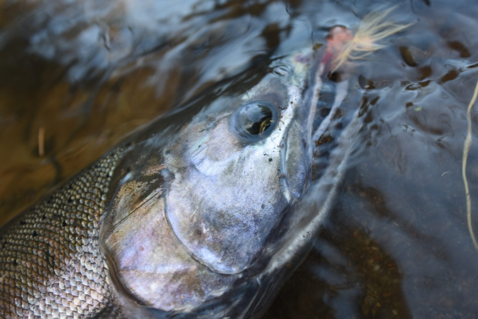 HV (High Visibility) – Maxima USA Inc.