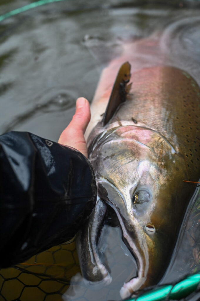 Chameleon – Maxima USA Inc.